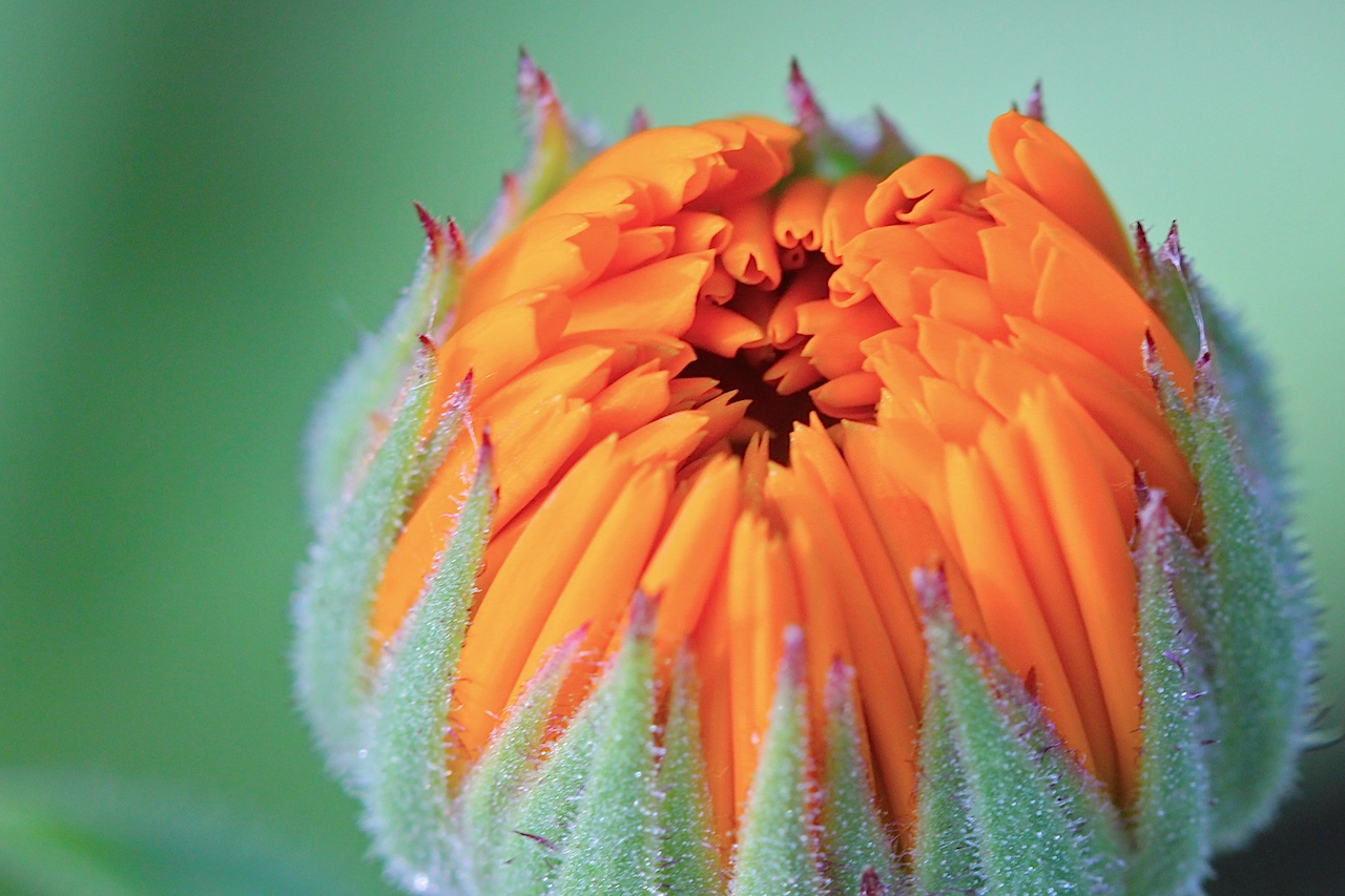 How to Grow and Enjoy Calendula Flowers - Mother Earth Living